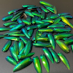 200 Green Blue Jewel Beetle Elytra Sternocera Insect Wings Jewelry USA ...