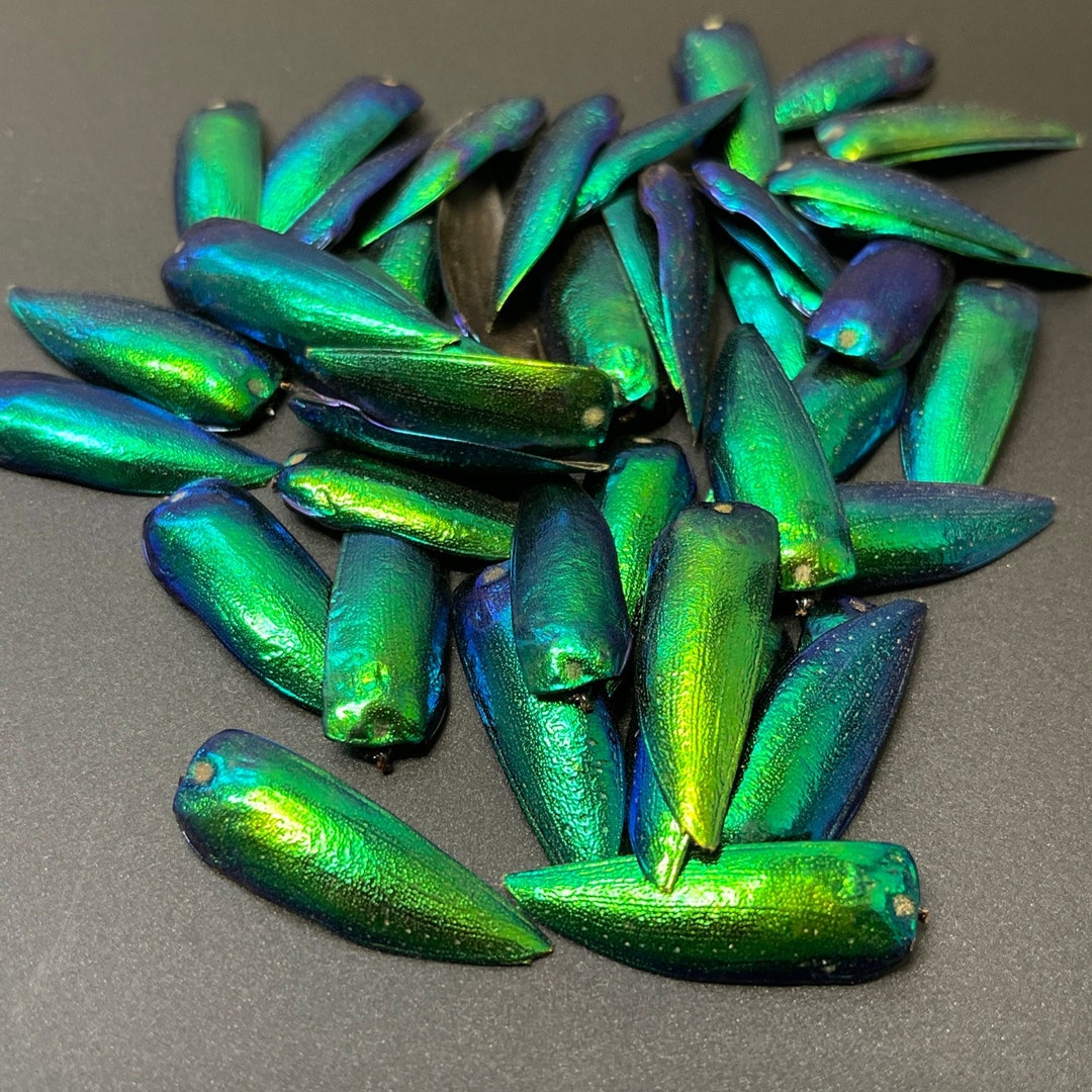 50 Green Blue Jewel Beetle Elytra Sternocera Insect Wings Jewelry USA ...