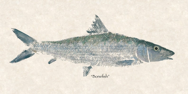 Limited Edition" Bonefish " Large Gyotaku Print - Etsy