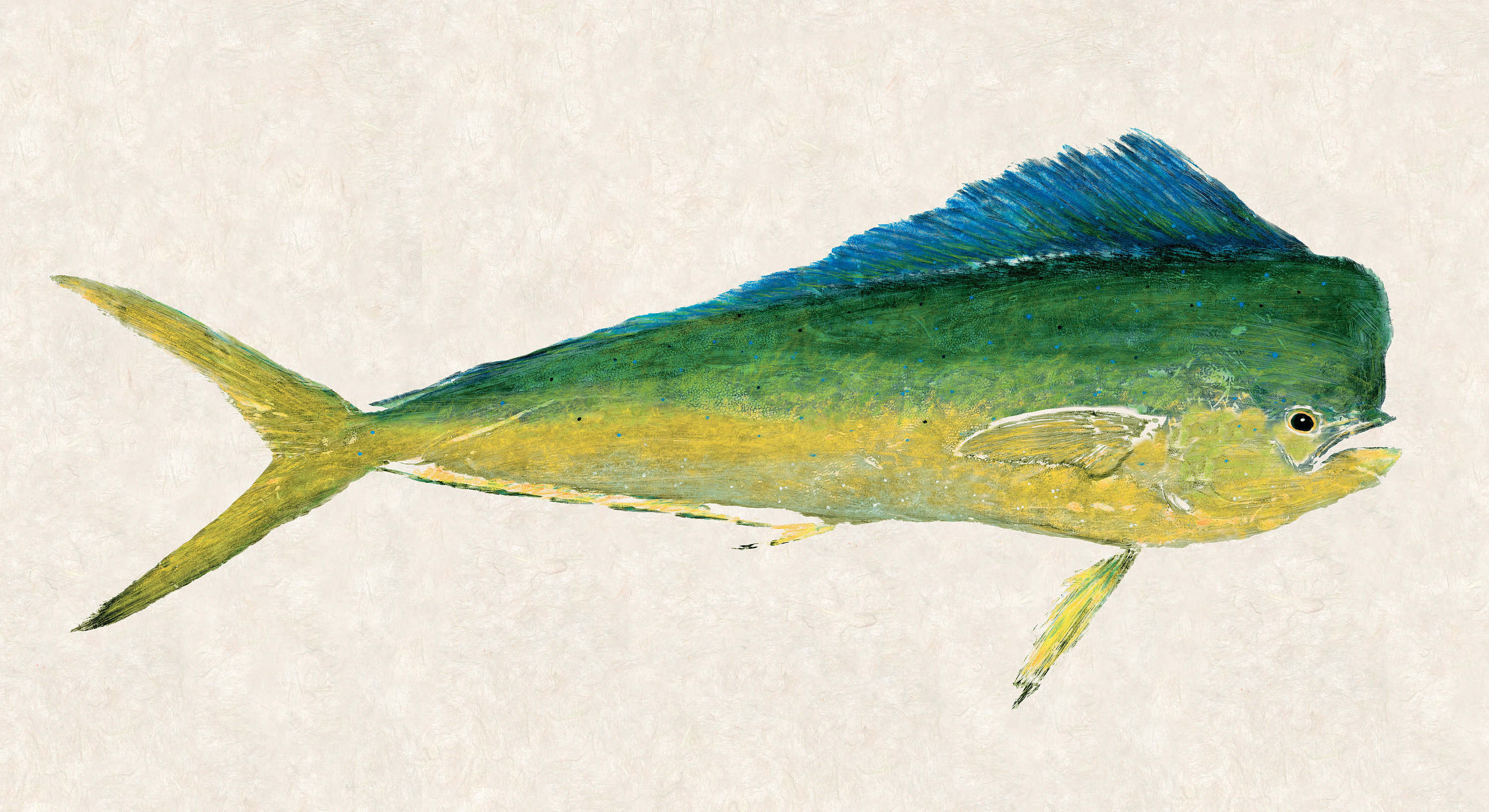 Oversize Canvas Bull Dolphin Print - Etsy