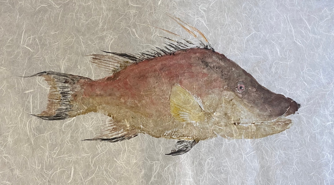 Hogfish Original Gyotaku From Florida - Etsy