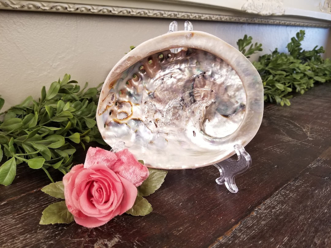 Large Vintage Abalone Sea Shell 5 3/4" * Absolutely Gorgeous Colors - Etsy