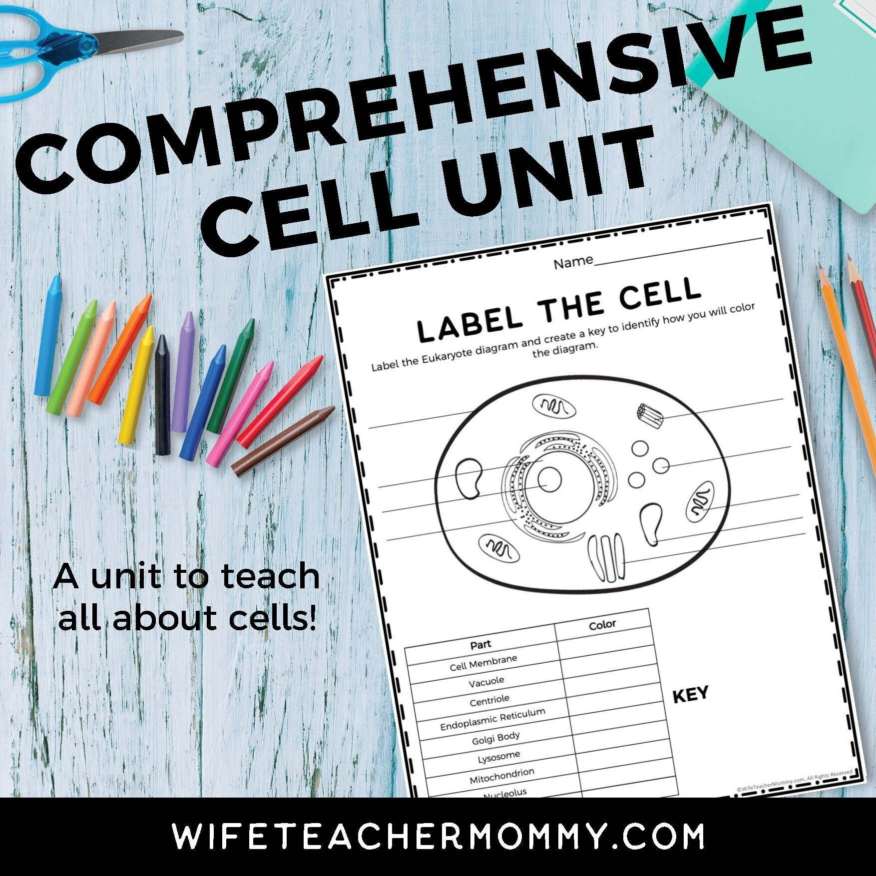 Prokaryotic & Eukaryotic Cells Worksheets | Comprehensive Cell Unit - Etsy