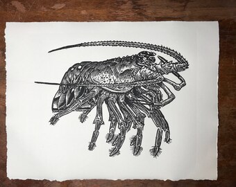 Spiny lobster art | Etsy
