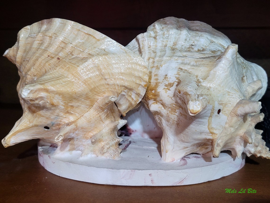 Seashell Centerpiece Entryway Conch Shell Coastal Art Table Decor - Etsy