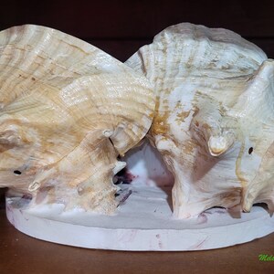 Seashell Centerpiece Entryway Conch Shell Coastal Art Table Decor - Etsy