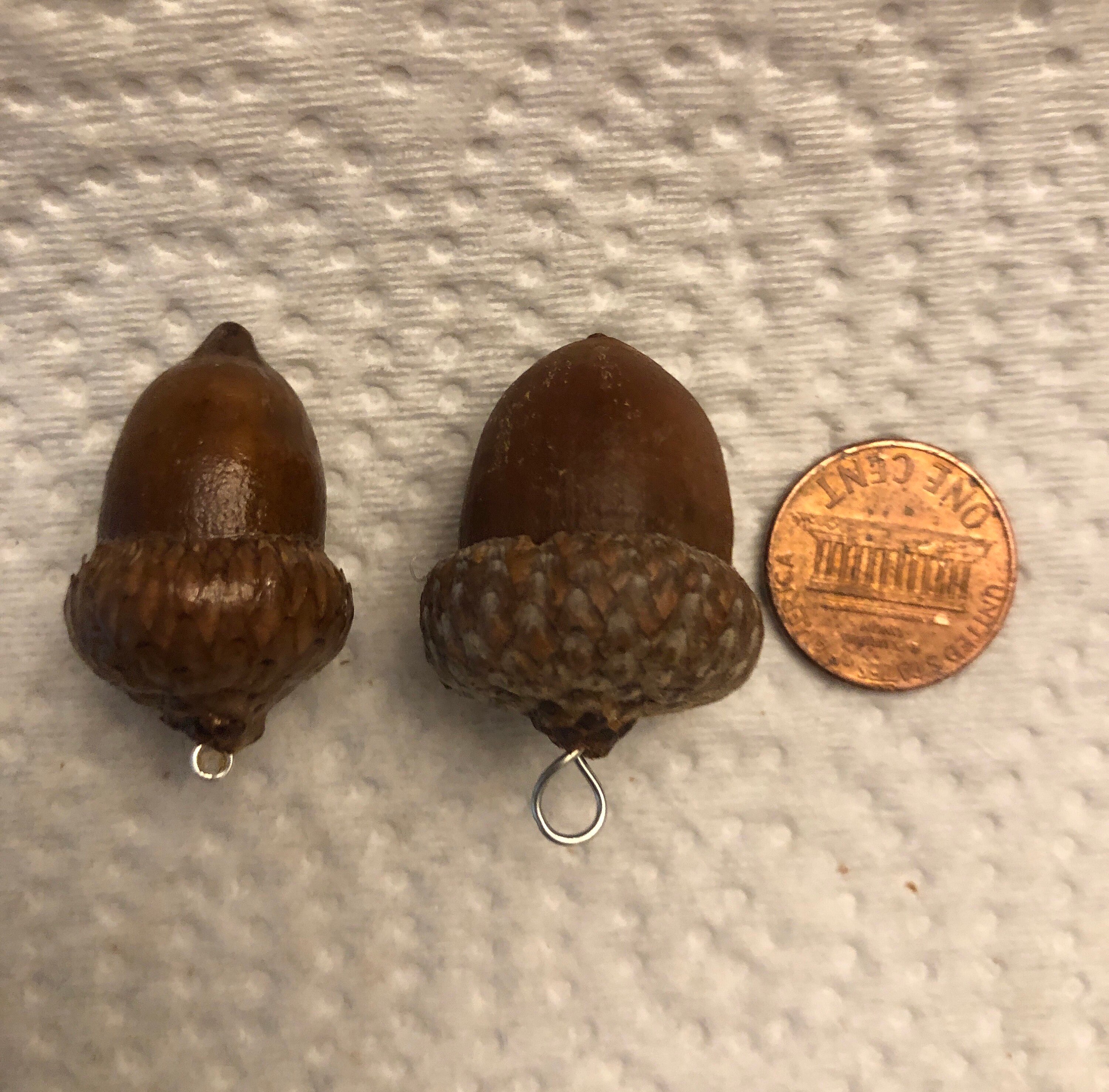 Acorn Caps and Bottoms From New Hampshire. 20 Pieces - Etsy