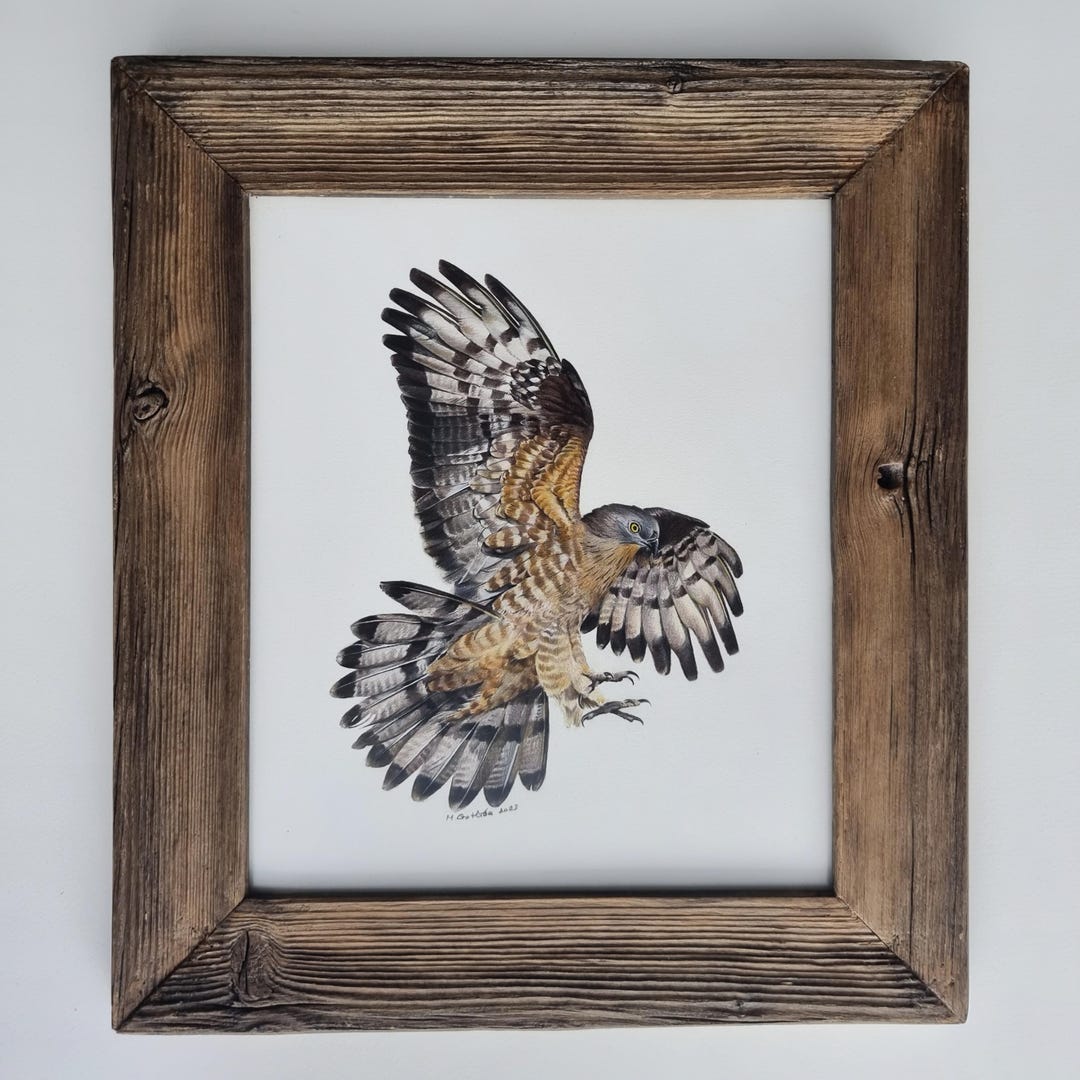 Honey Buzzard in Flight, Framed Illustration, Original Colored Pencil ...