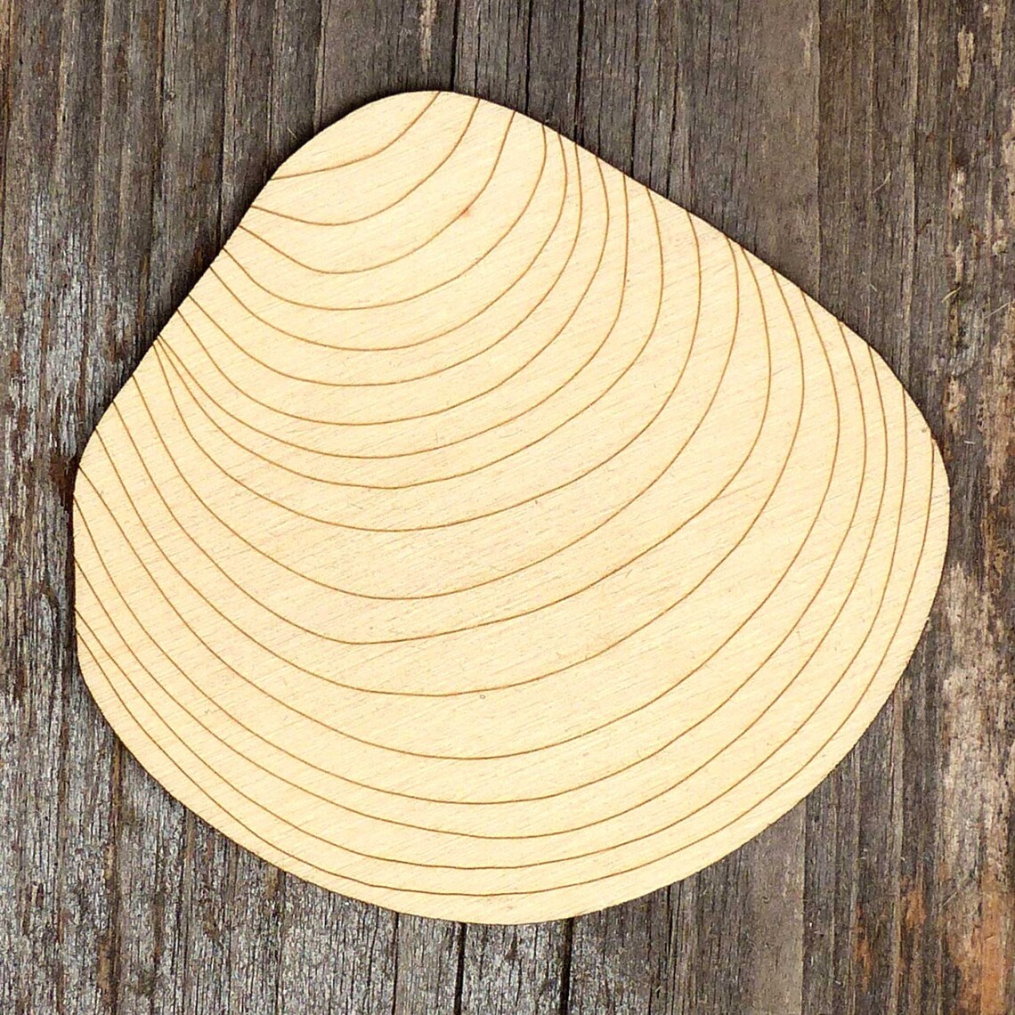 10x Wooden Sea Shell Elegant Dosinia Craft Shapes 3mm Plywood - Etsy