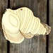 10x Wooden Sea Shell Nutmeg Craft Shapes 3mm Plywood - Etsy