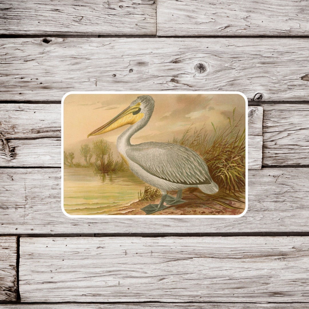Pelican Sticker, Vintage Pelican Sticker, Ornithology Sticker, Natural ...