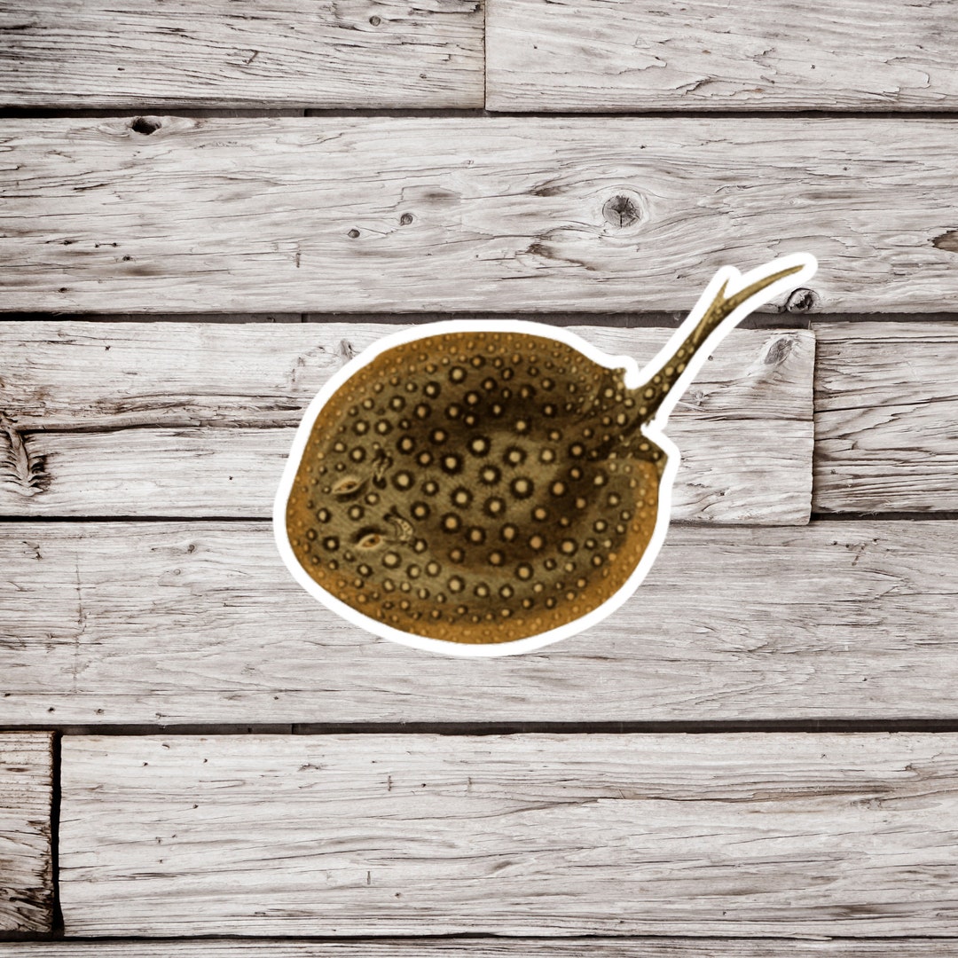 Stingray Sticker, Sea Ray Sticker, Vintage Stingray Sticker, Natural ...