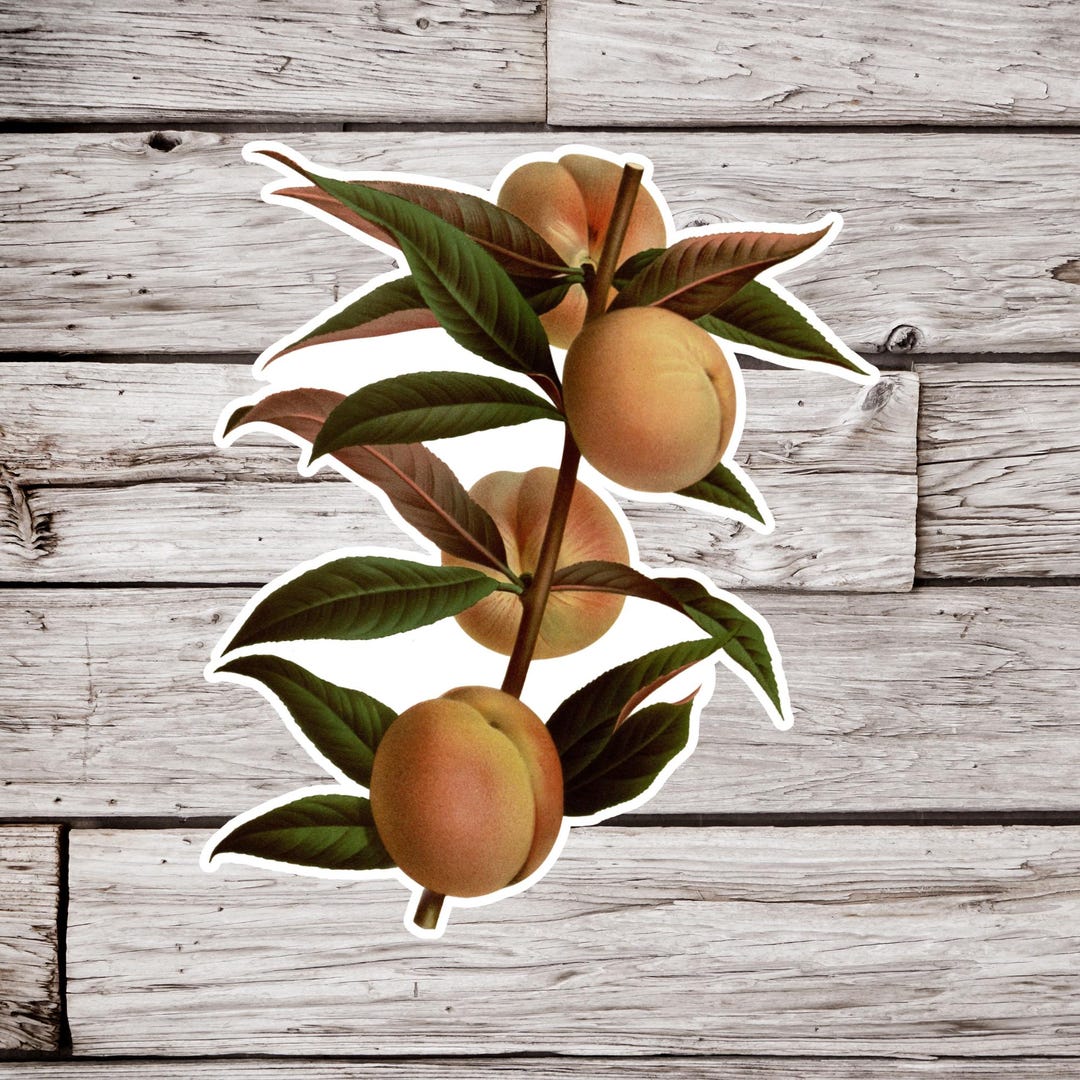 Peach Sticker, Botanical Sticker, Waterproof Sticker, Fruit Sticker ...