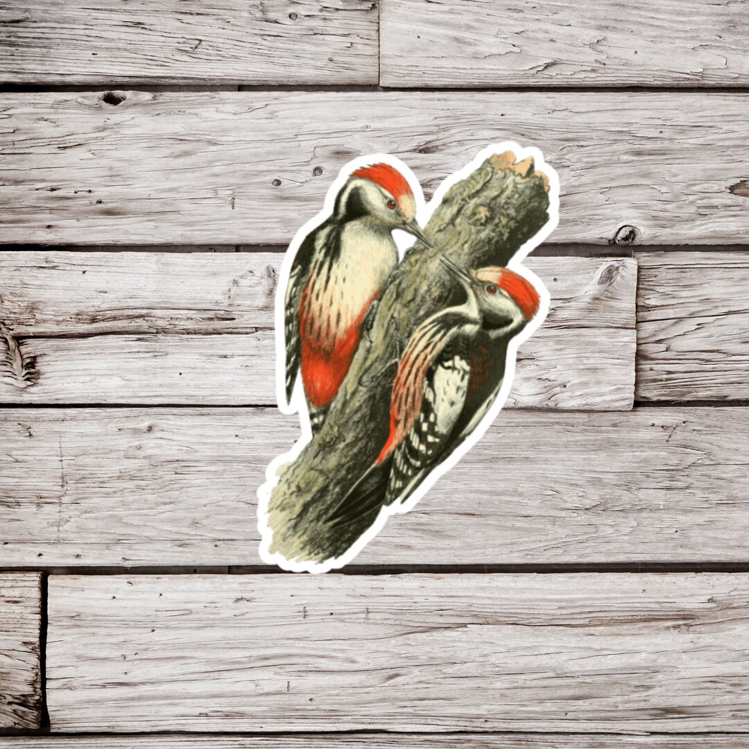 Woodpecker Sticker, Vintage Woodpecker Sticker, Waterproof Sticker ...