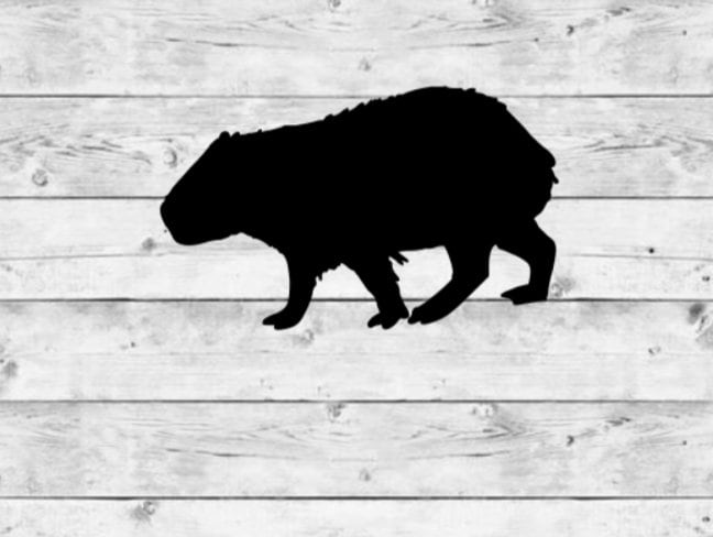 Capybara Sticker Capybara Decal Capybara Vinyl Decal - Etsy Israel