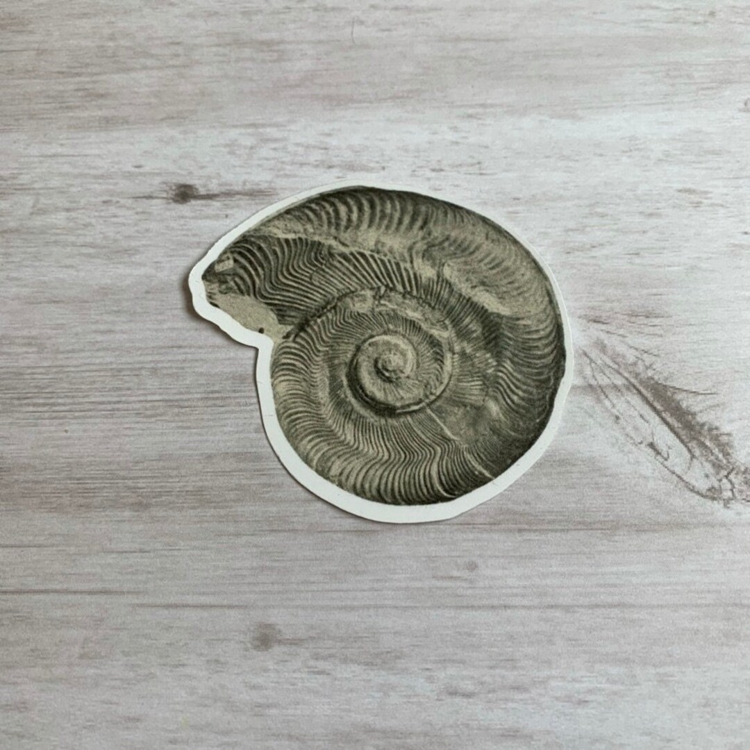 Ammonite Fossil Sticker Ammonite Sticker Fossil Sticker - Etsy