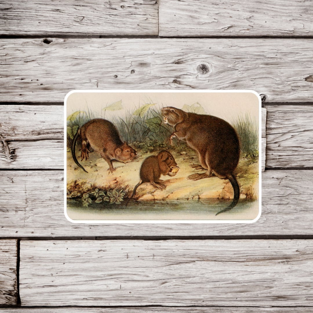 Muskrat Sticker or Magnet, Muskrat Sticker, Waterproof Sticker, Muskrat ...