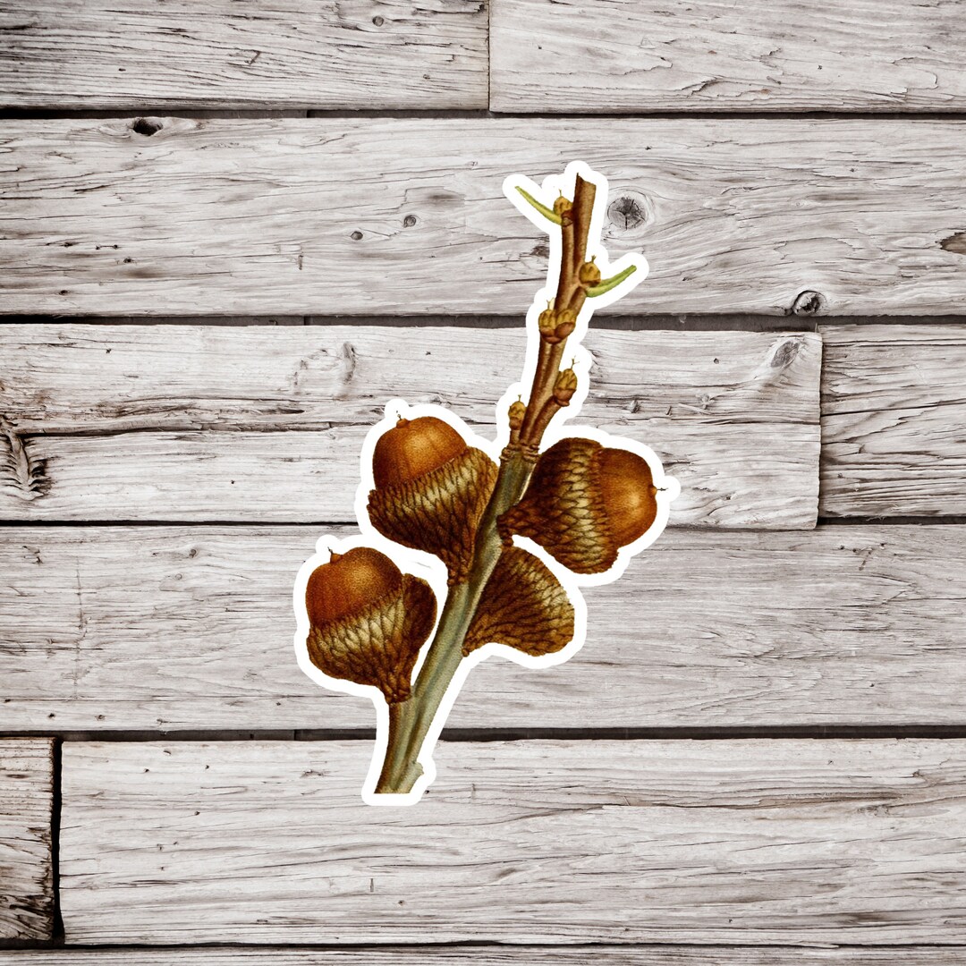Acorn Sticker, Nut Sticker, Plant Sticker, Oak Tree Sticker, Vintage ...