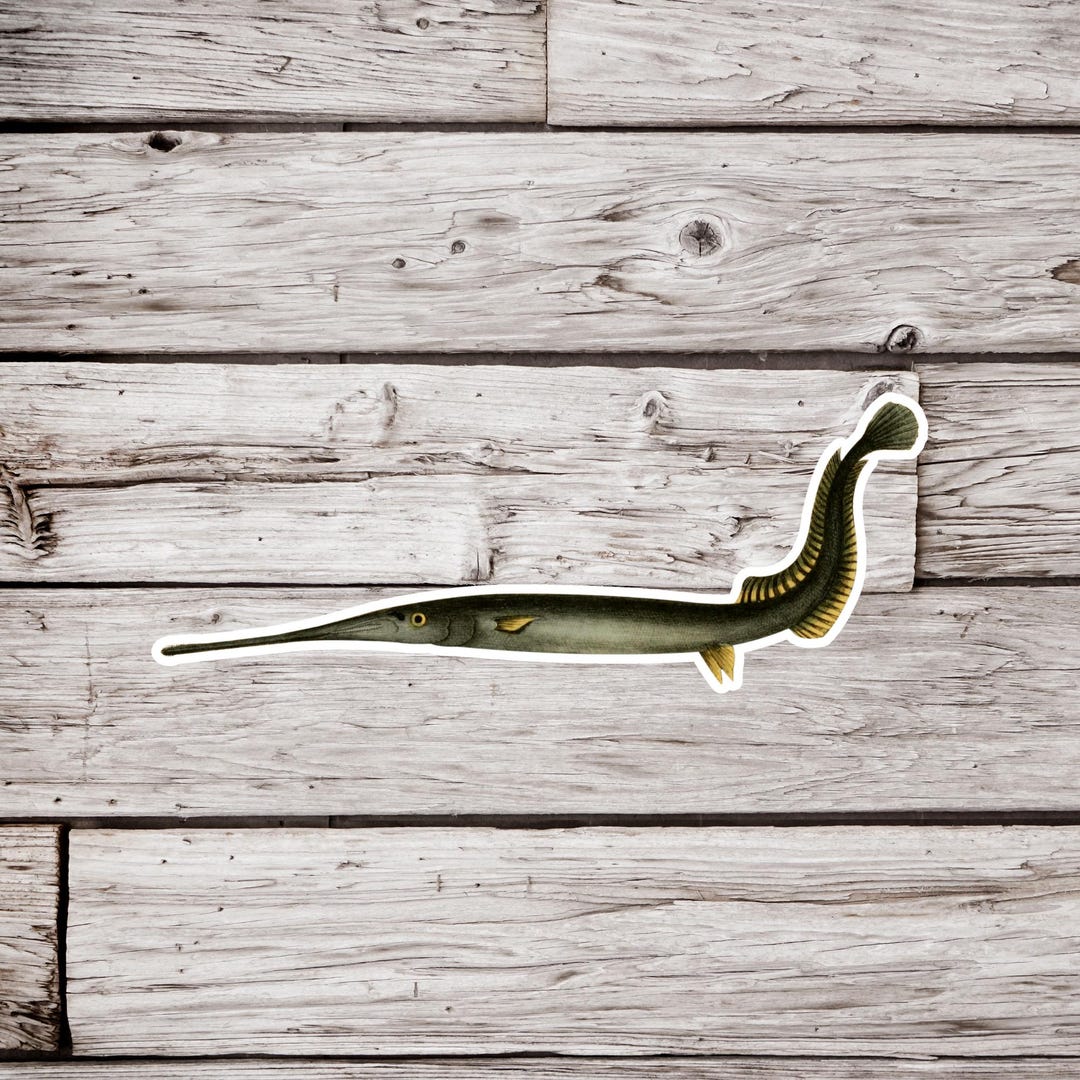 Freshwater Gar Sticker, Fish Sticker, Fishing Sticker, Ichthyologyn ...