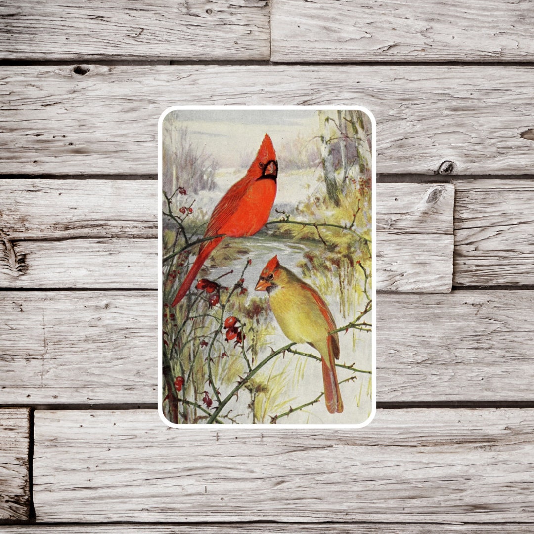 Northern Cardinal Sticker, Cardinal Sticker, Ornithology Sticker, Bird ...