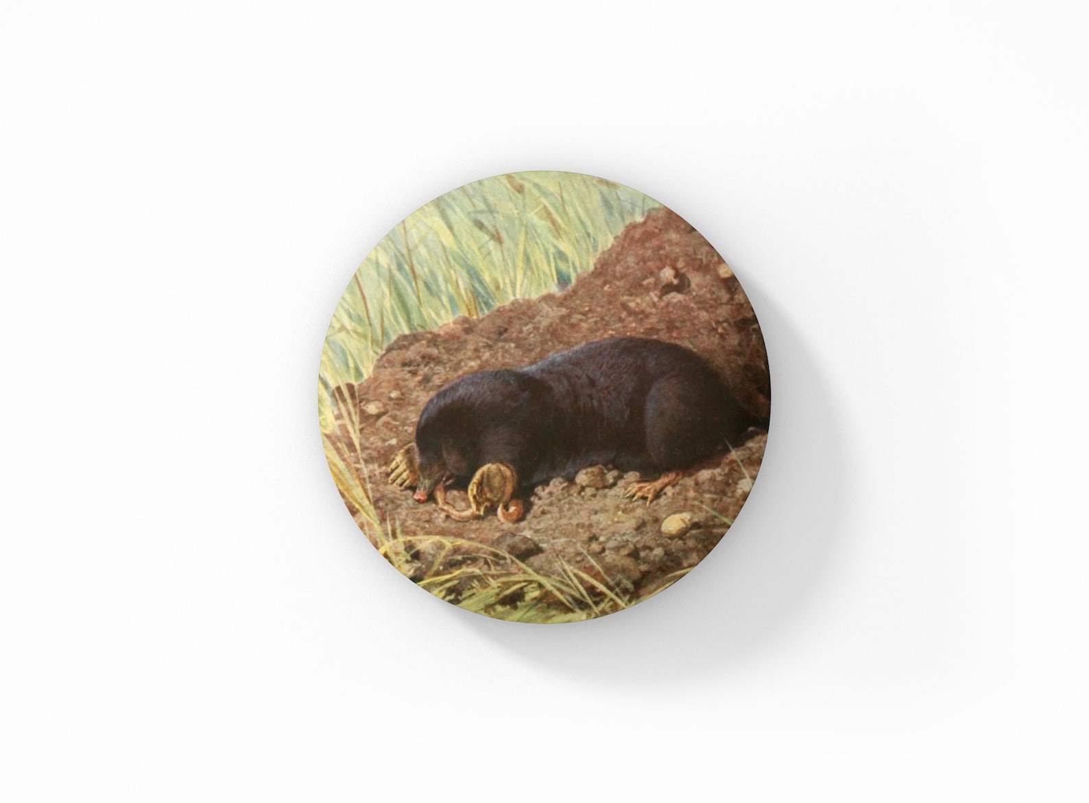 Mole Pin, Mole Pin Back Button, Screw Pin, Natural History Pin, Vintage ...