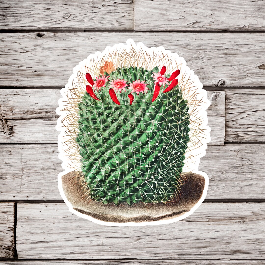 Cactus Sticker, Barrel Cactus, Botanical Sticker, Waterproof Sticker ...
