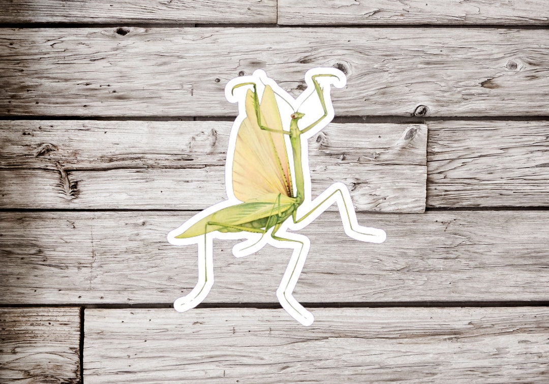 Praying Mantis Sticker, Mantis Sticker, Insect Sticker, Bug Sticker ...