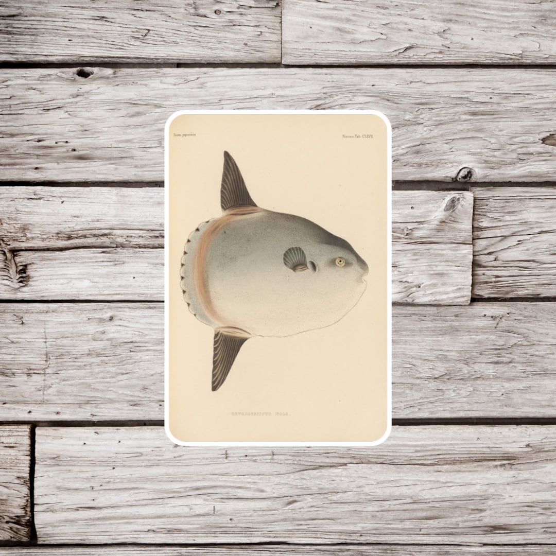 Ocean Sunfish Sticker, Mola Mola Sticker, Vintage Ocean Sunfish Sticker ...
