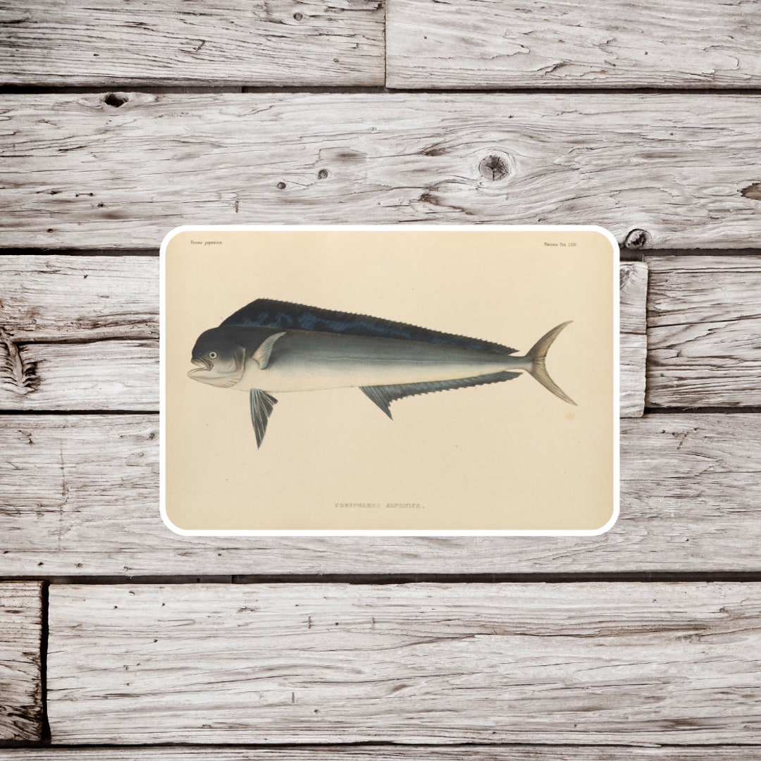 Mahi Mahi Sticker, Dolphinfish Sticker, Fish Sticker, Waterproof ...
