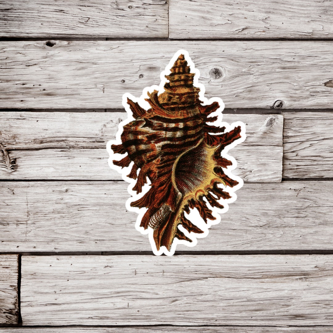 Shell Sticker, Conch Sticker, Vintage Shell Sticker, Seashell Sticker ...