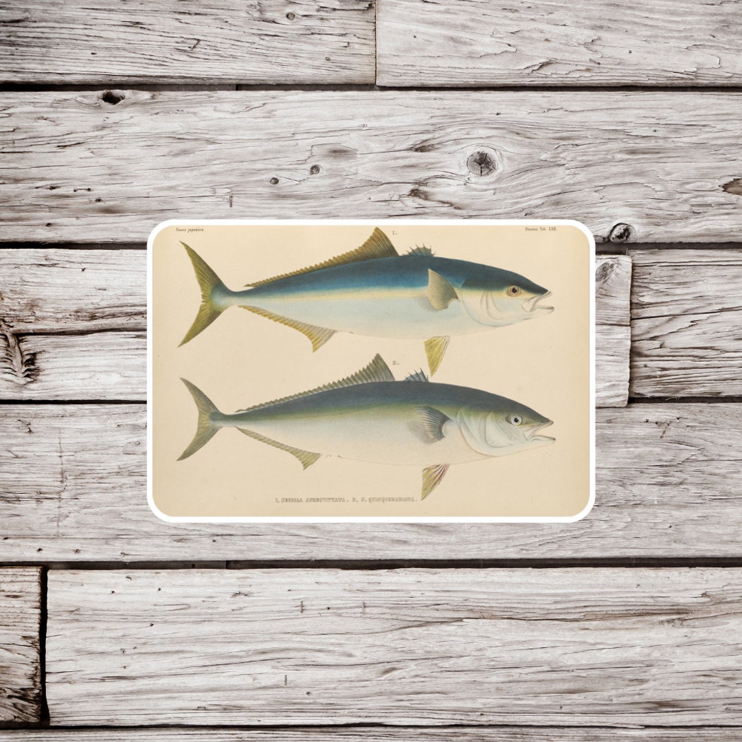 Atlantic Bluefin Tuna Sticker, Tuna Fish Sticker, Waterproof Sticker ...