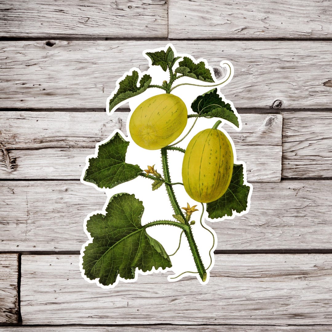 Honeydew Melon Sticker, Fruit Sticker, Melon Sticker, Botanical Sticker ...