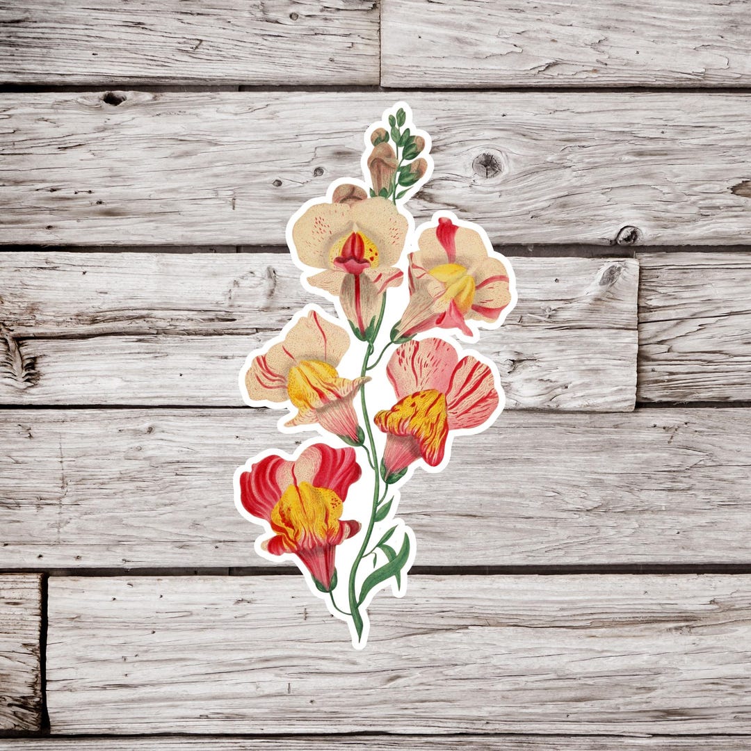 Snapdragon Sticker, Antirrhinum Sticker, Natural History Sticker ...