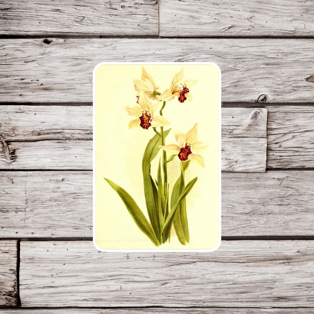 Orchid Flower Sticker or Magnet, Vintage Orchid Sticker, Waterproof ...