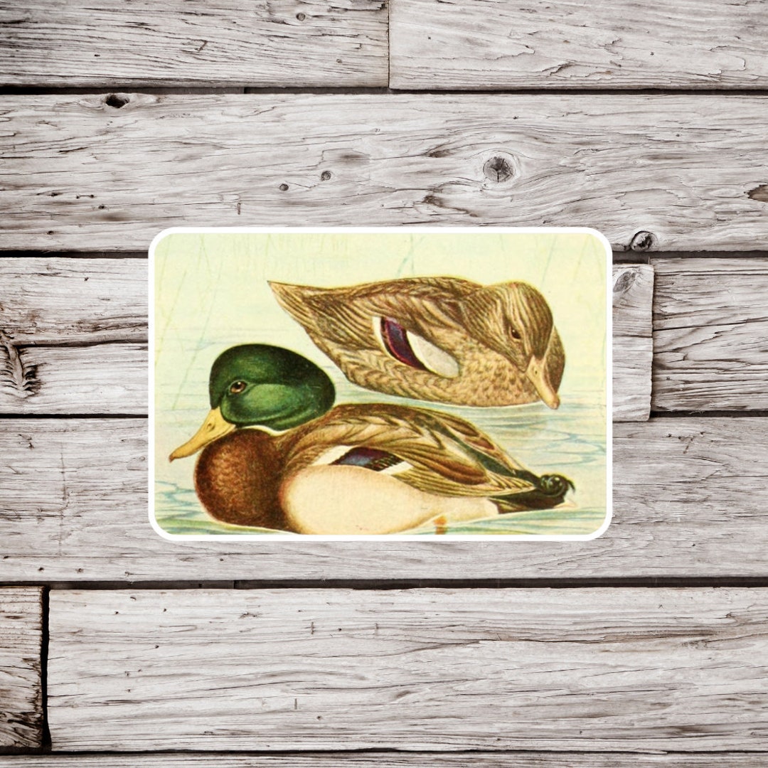Mallard Sticker or Magnet, Vintage Mallard Sticker, Mallard Magnet ...