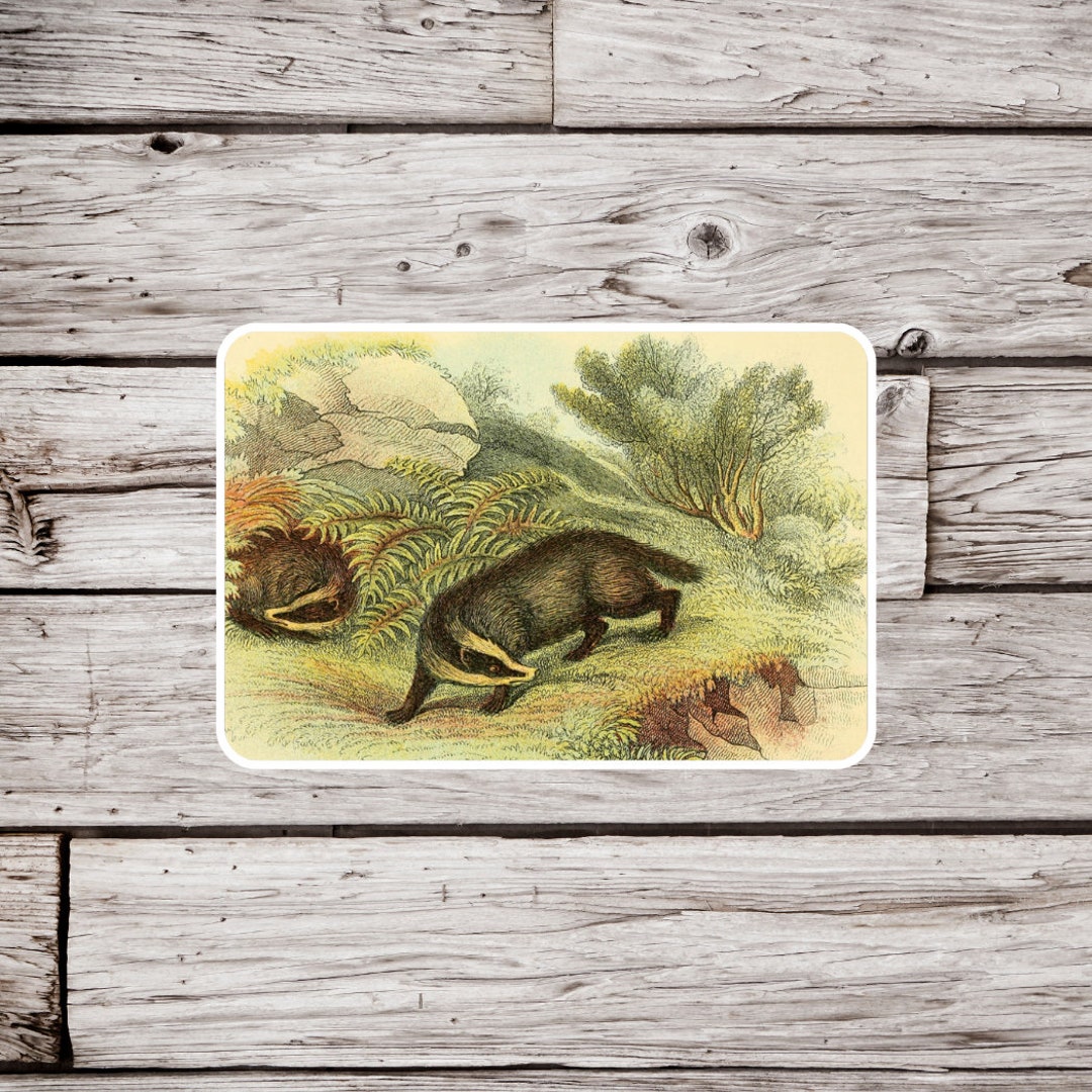 Badger Sticker, Natural History Sticker, Waterproof Sticker, Vintage ...