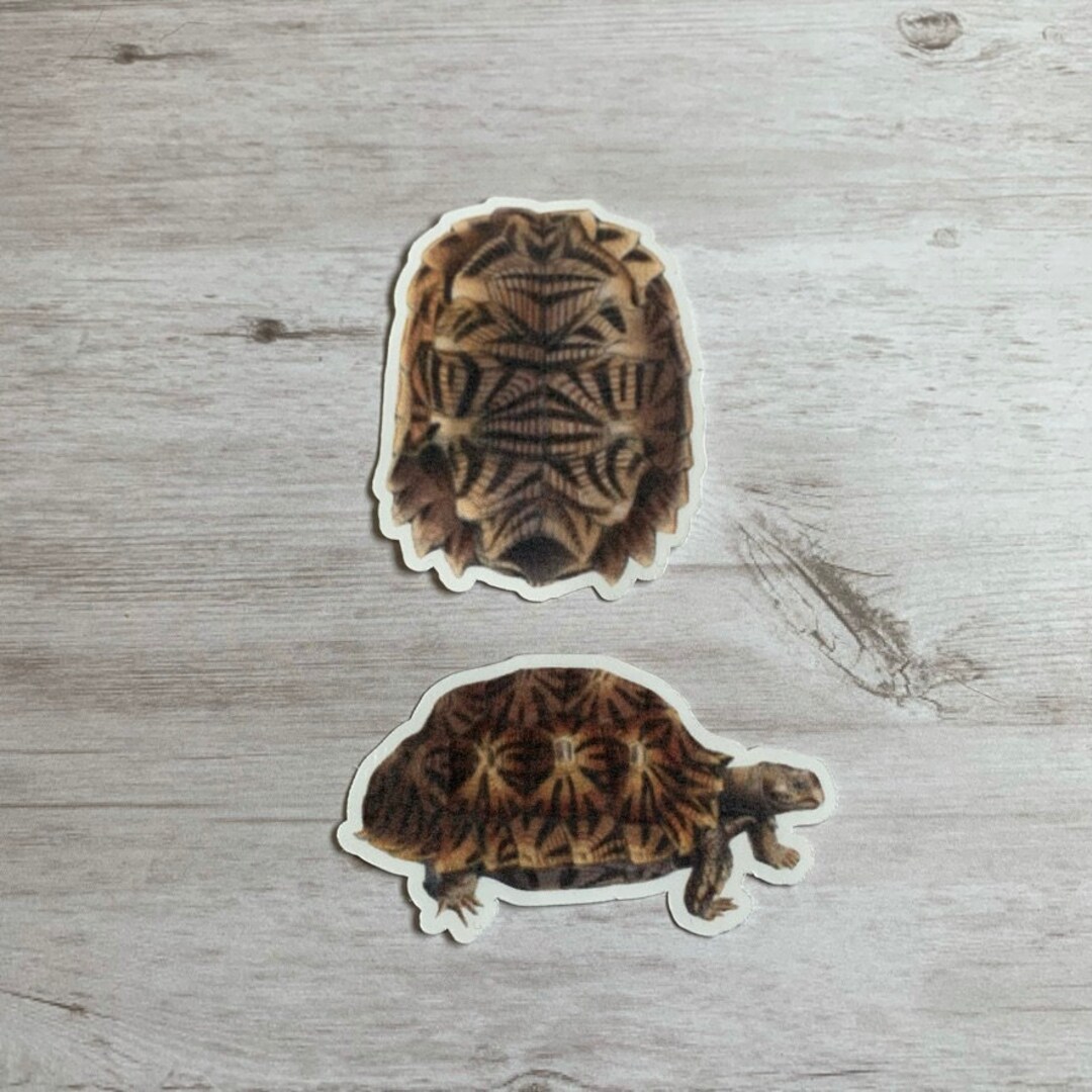 Tortoise Sticker Set, Tortoise Shell Sticker, Turtle Sticker, Reptile ...