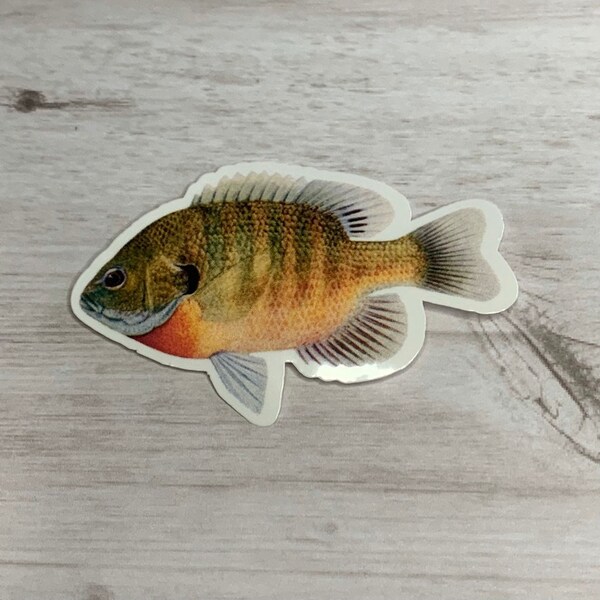Bluegill - Etsy