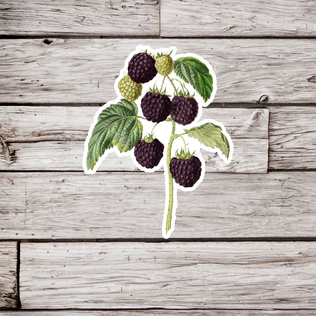 Blackberry Sticker, Berry Sticker, Vintage Blackberry Sticker ...