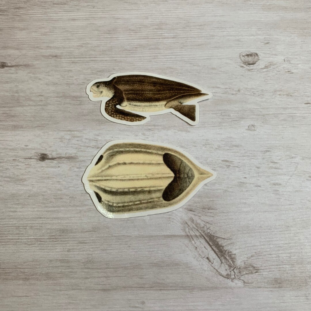 Sea Turtle Sticker Set, Sea Turtle Sticker, Vintage Sea Turtle Sticker ...