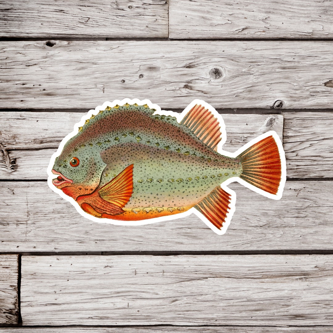 Lumpfish Sticker, Cyclopterus Lumps Sticker, Fish Sticker, Lumpsuckers ...