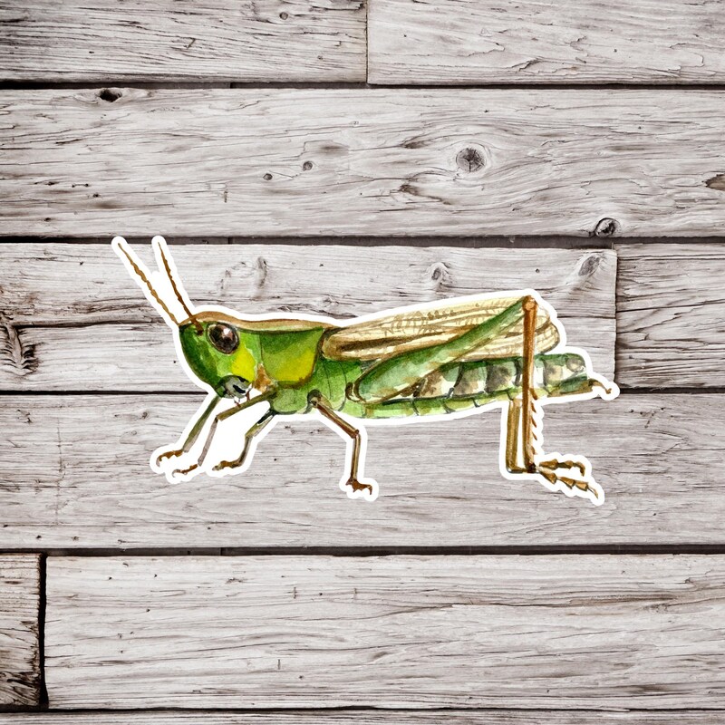 Locust for Entomology - Etsy