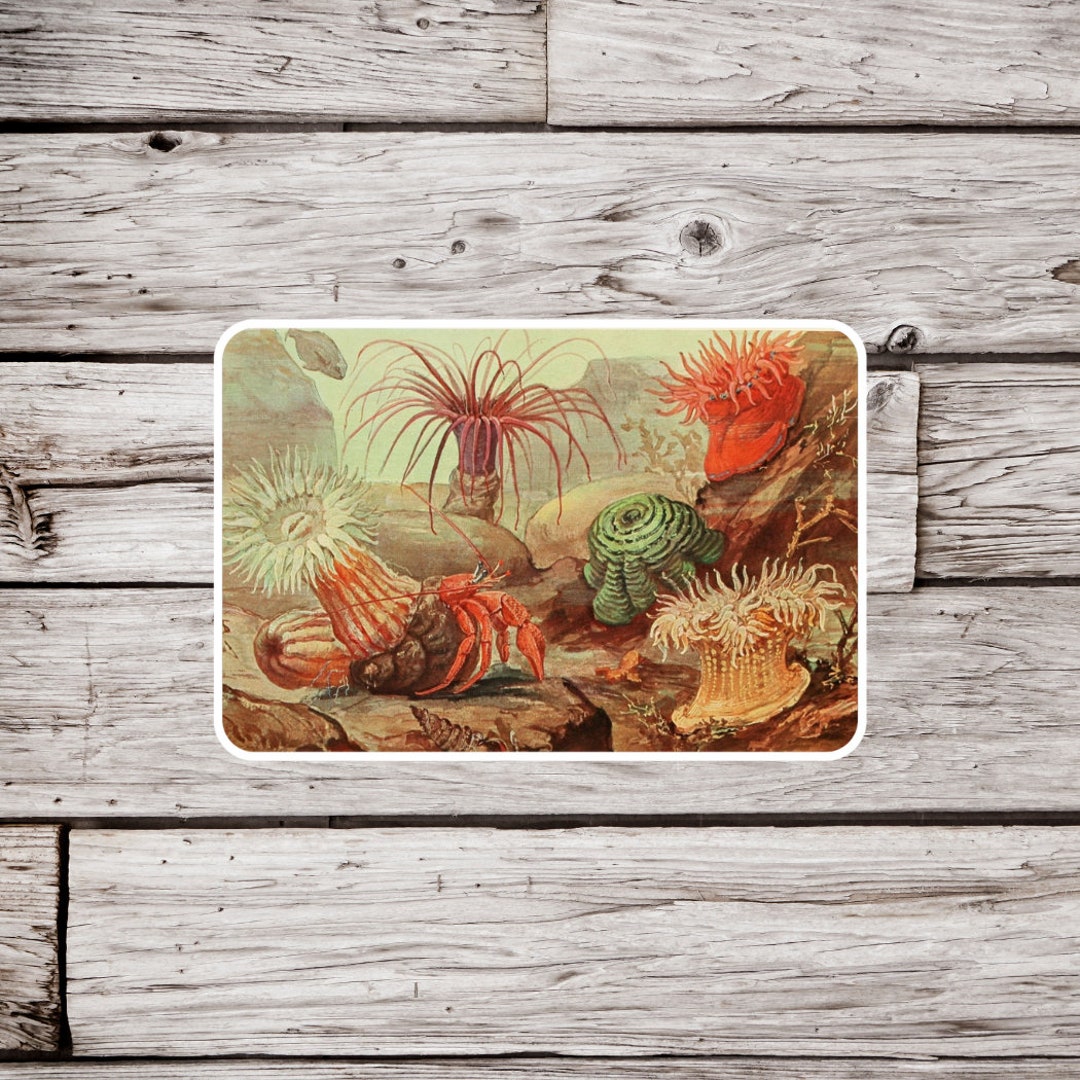 Hermit Crab Sticker, Natural History Sticker, Waterproof Sticker ...