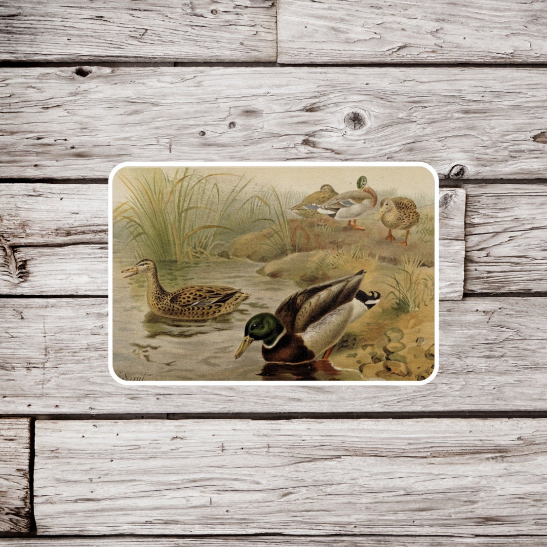 Mallard Duck Sticker, Duck Sticker, Mallard Sticker, Natural History ...