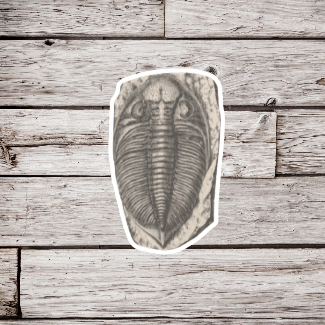 Trilobite Sticker, Trilobite Fossil Sticker, Fossil Sticker, Waterproof ...