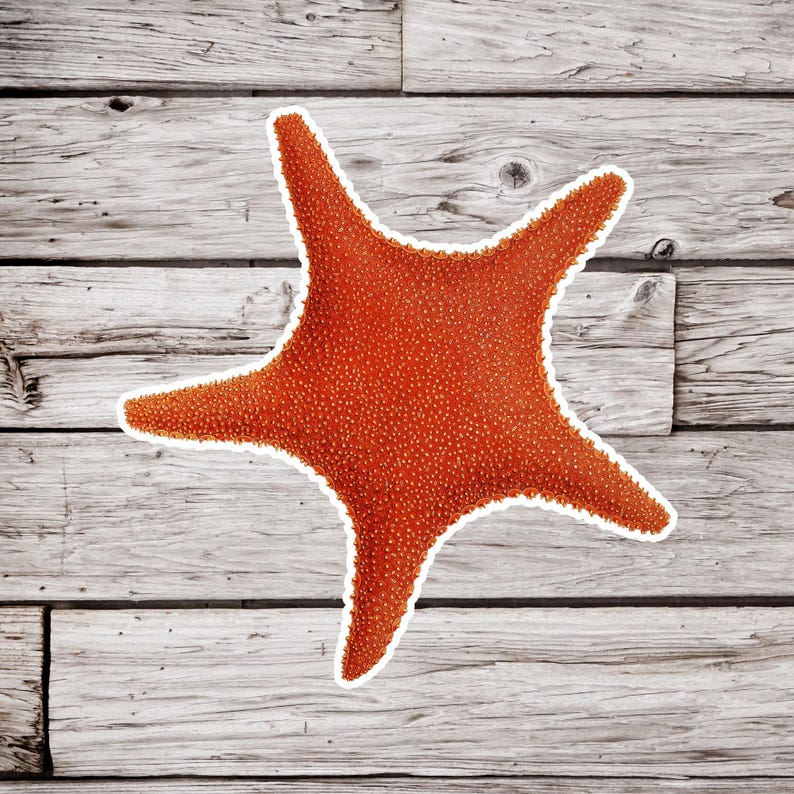 Starfish Sticker, Sea Star Sticker, Shell Sticker, Tide Pool Sticker ...