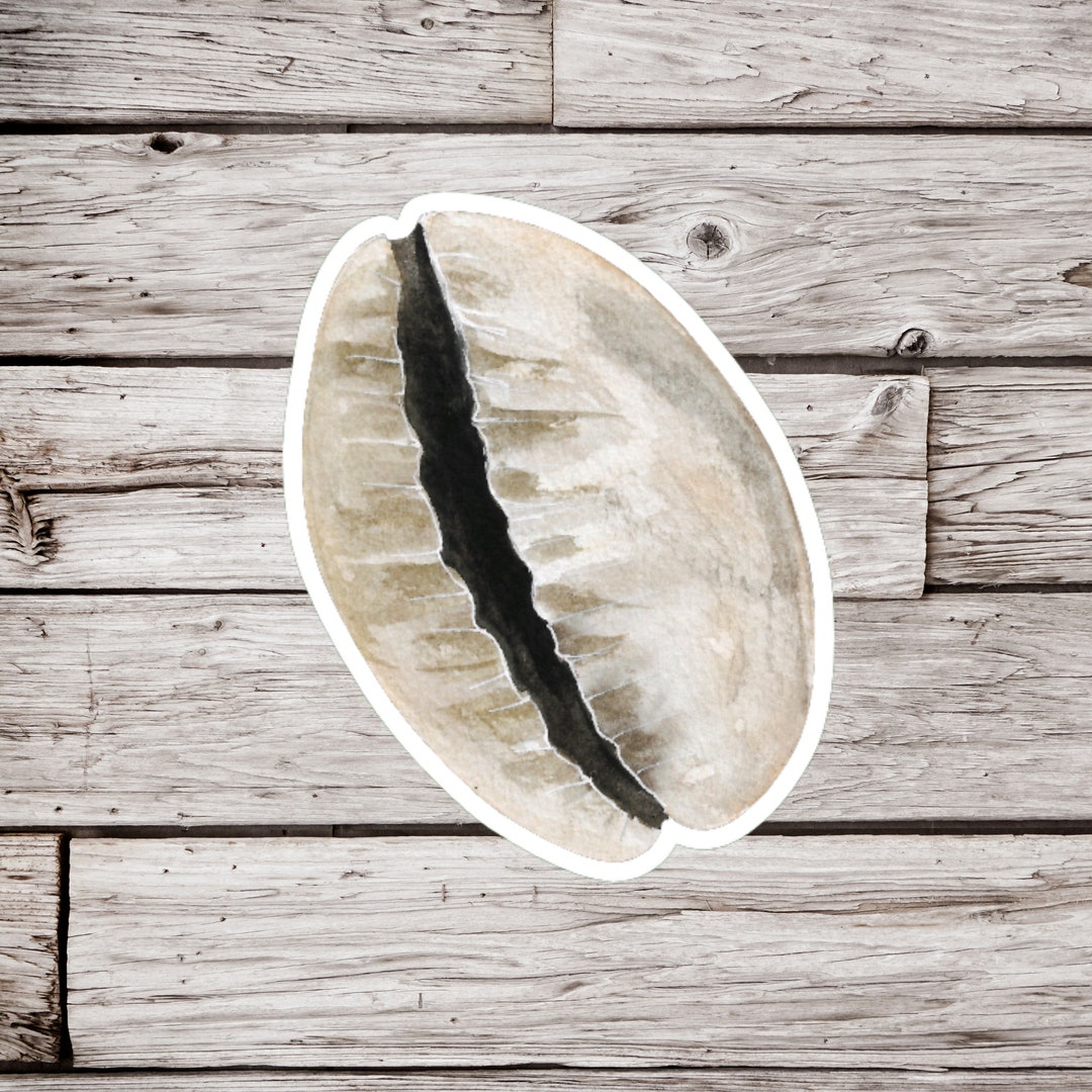 Cowrie Shell Sticker, Cowry Shell Sticker, Seashell Sticker, Shell ...