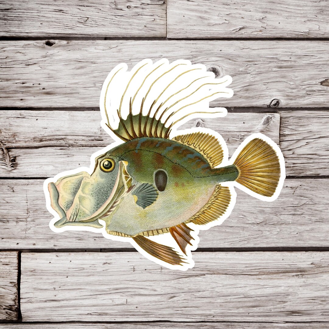 John Dory Sticker, St Peter's Fish Sticker, Fish Sticker, Vintage Fish ...
