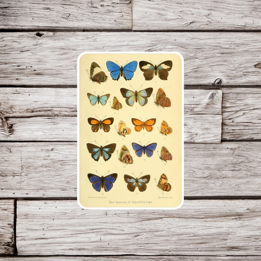 Butterfly Sticker, Lepidoptery Sticker, Natural History Sticker, Insect ...