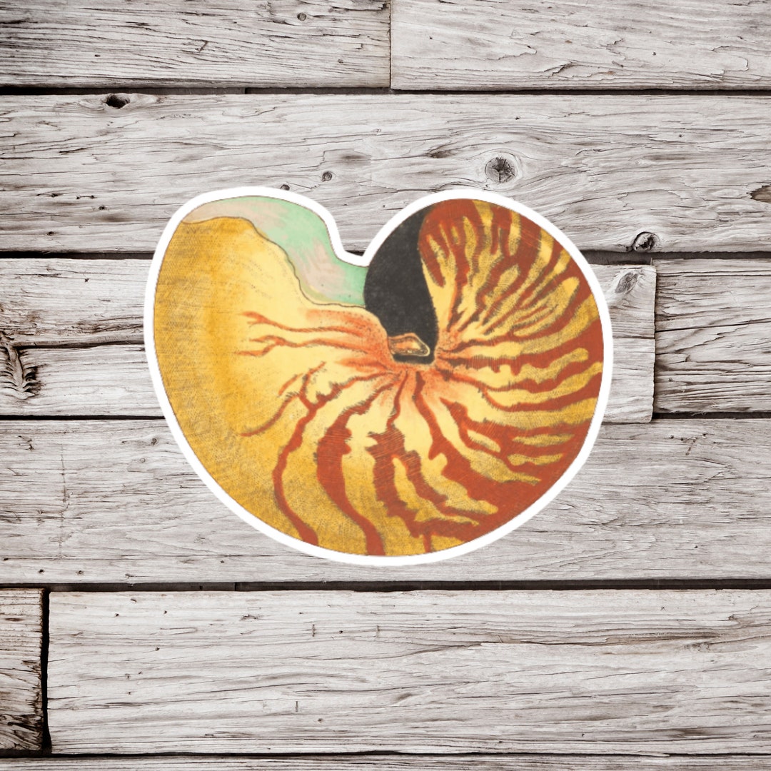 Nautilus Sticker, Shell Sticker, Waterproof Sticker, Ocean Sticker ...